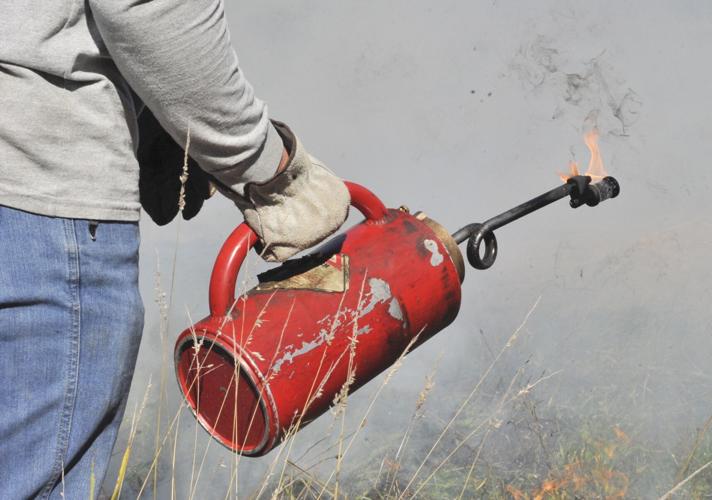Groups conducting study on how best to restore coastal prairies ...