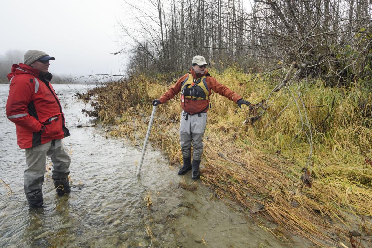 Seattle City Light surveys help protect salmon | Local News | goskagit.com