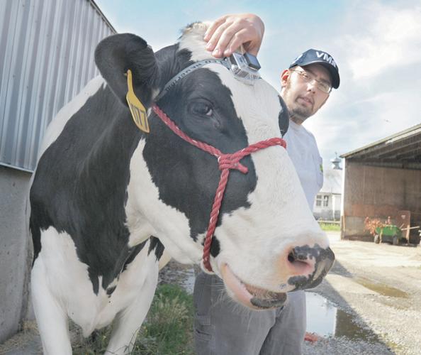 Moo-vie to show bright side of dairies | All Access | goskagit.com
