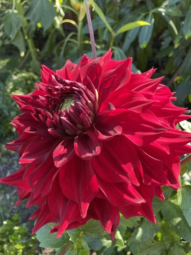 Ask the Master Gardener - Dahlias: to dig or not to dig | Agriculture ...
