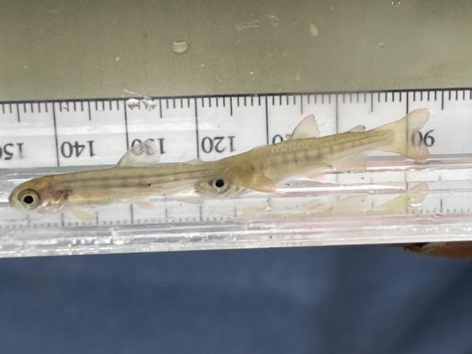 Salmon in Schools Program fish released into Hansen Creek | | goskagit.com
