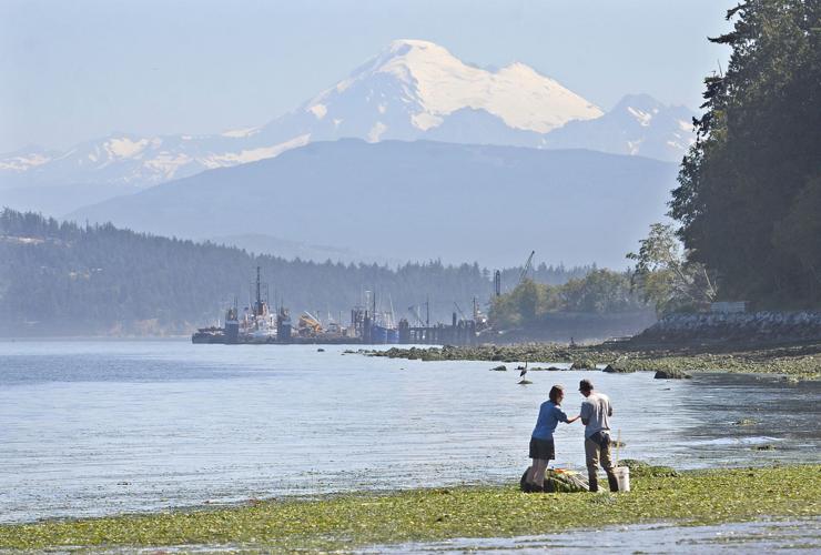 Researchers document eelgrass wasting disease in Skagit, San Juan ...