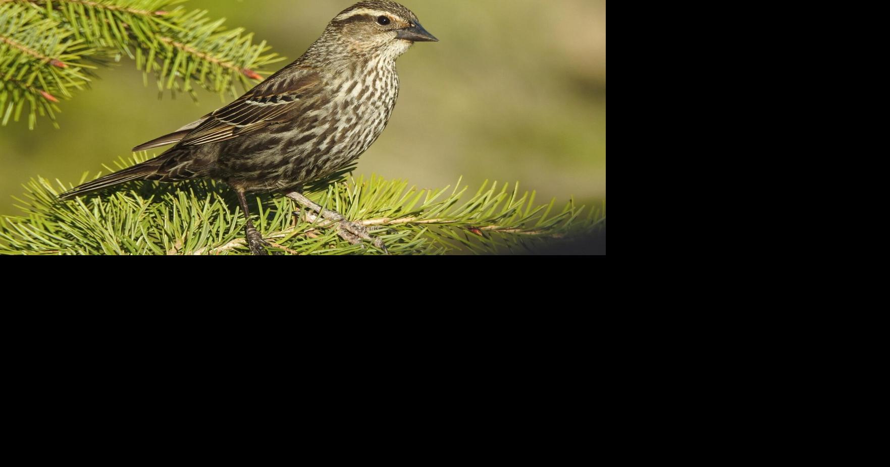 The flocking red troop commander | Northwest | goskagit.com