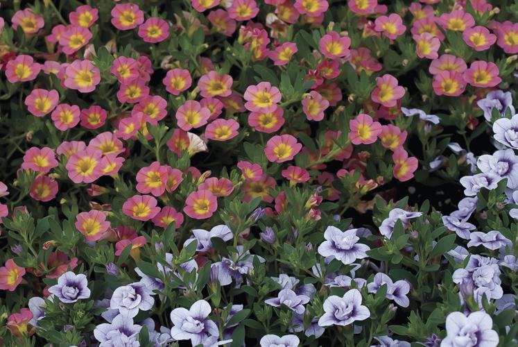 Superbells Coral Sun offers award-winning options | | goskagit.com