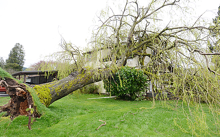 Tree on House | Gallery | goskagit.com