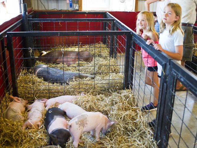 Stanwood Camano Community Fair exhibit awards II | News | goskagit.com