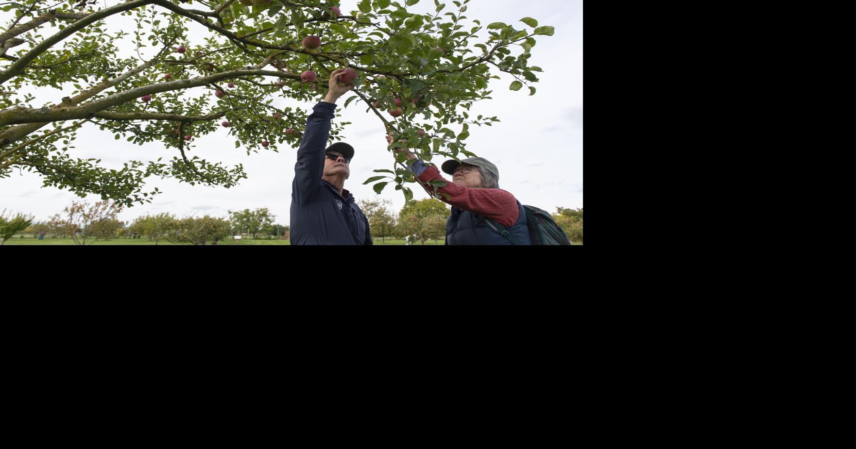 Visitors turn out for Apple and Pear Harvest Day | Growskagit ...