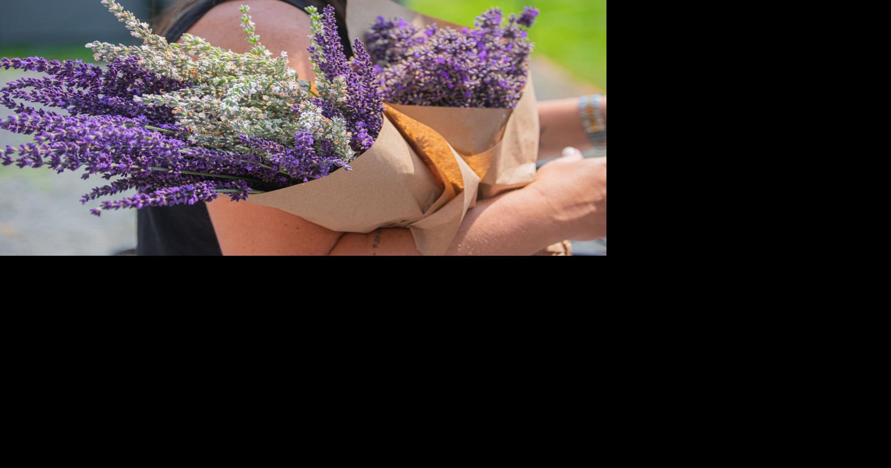 Lavender, music and community draw crowds to second annual Bloom Fest ...