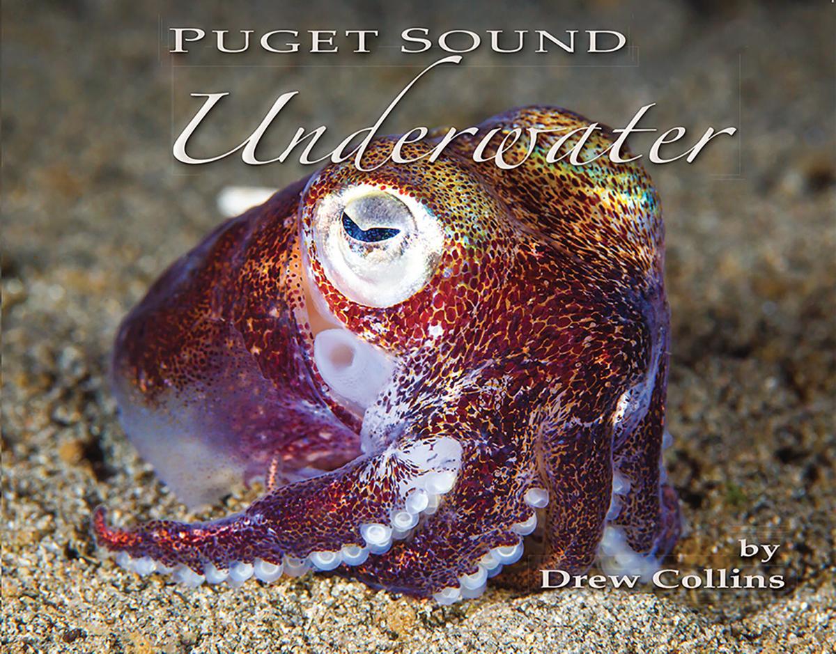 A new view of Puget Sound Underwater | 360 | goskagit.com