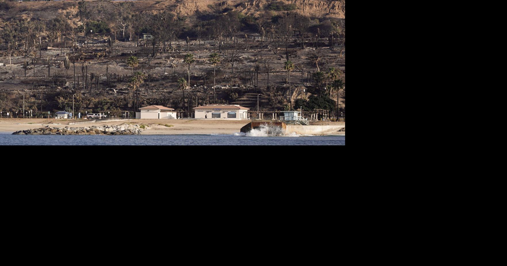After the fires, must LA get rid of flammable eucalyptus and palm trees ...