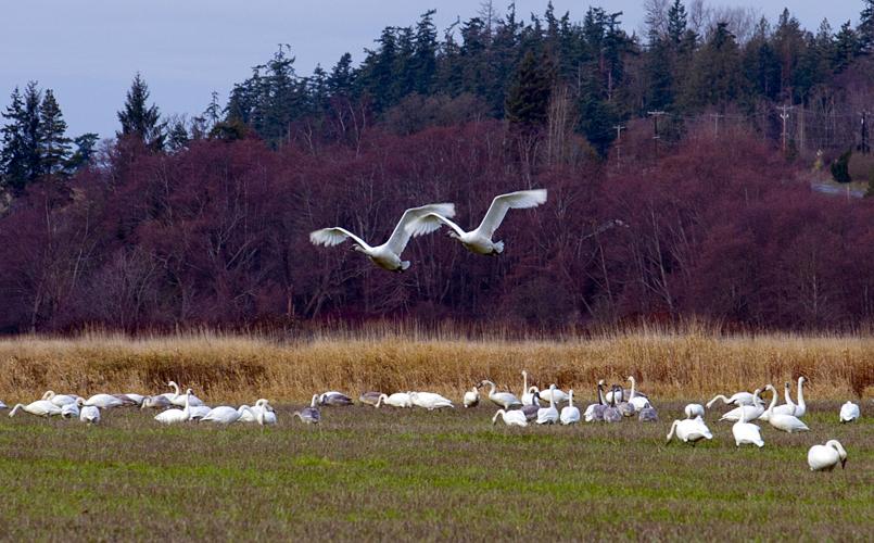 Photo gallery: Trumpeter swans and snow geese | News | goskagit.com