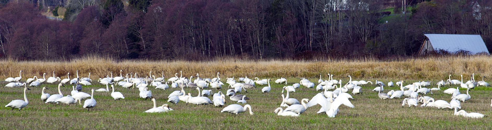 Photo gallery: Trumpeter swans and snow geese | News | goskagit.com