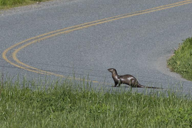 Federal grant to help support restoration of Similk estuary ...