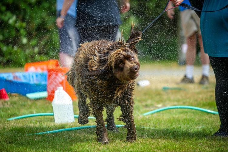 Tail-wagging fun: CASA holds annual dog wash | News | goskagit.com