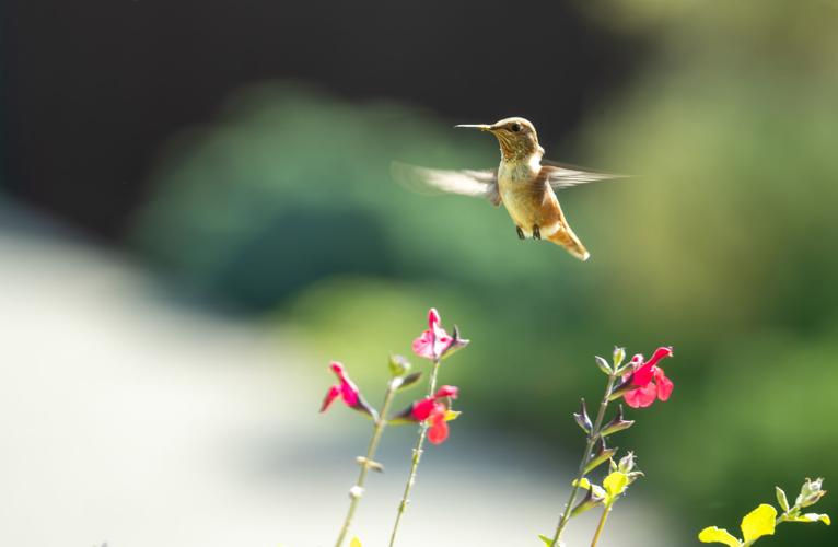 9-24 Sunday Snapshots | | goskagit.com