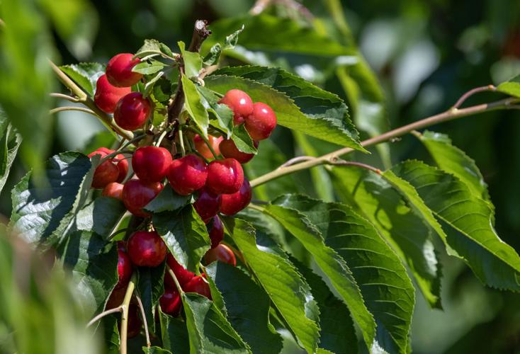 Stock Up Early on Fresh Northwest Cherries for a Timelessly Sweet Taste ...