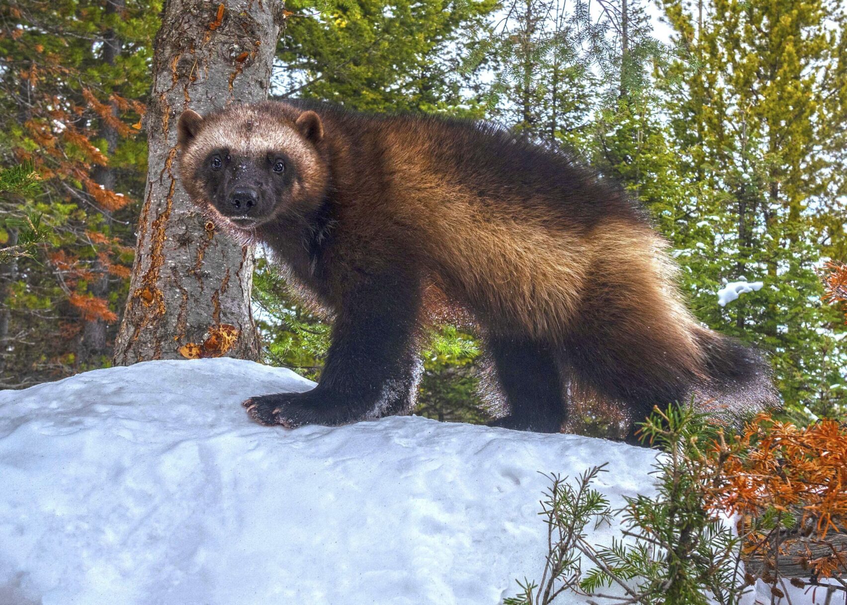 After a three-decades-long fight, wolverines listed under Endangered ...