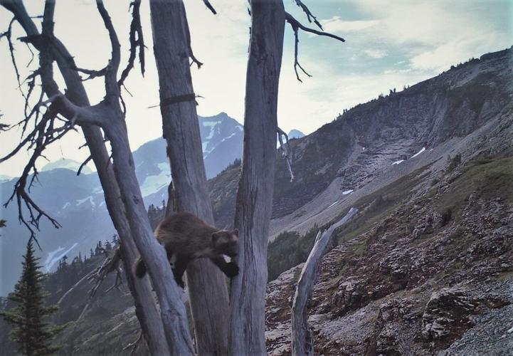 Long-awaited decision looms for protection of wolverines | News ...