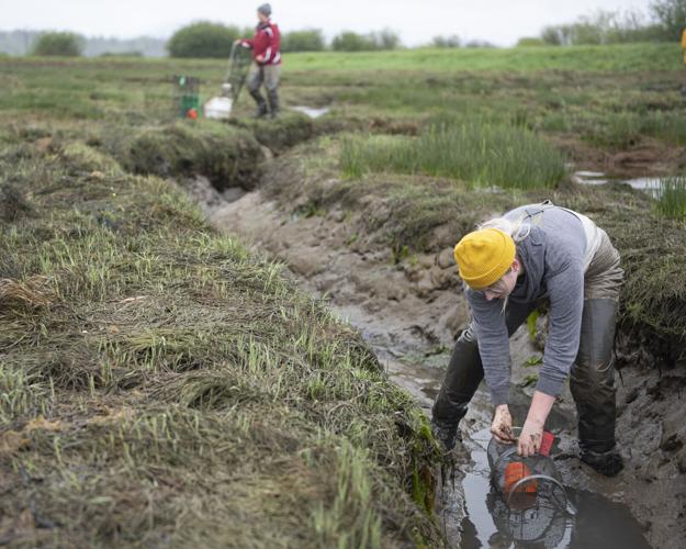 Trapping of invasive green crabs restarts | Environment | goskagit.com