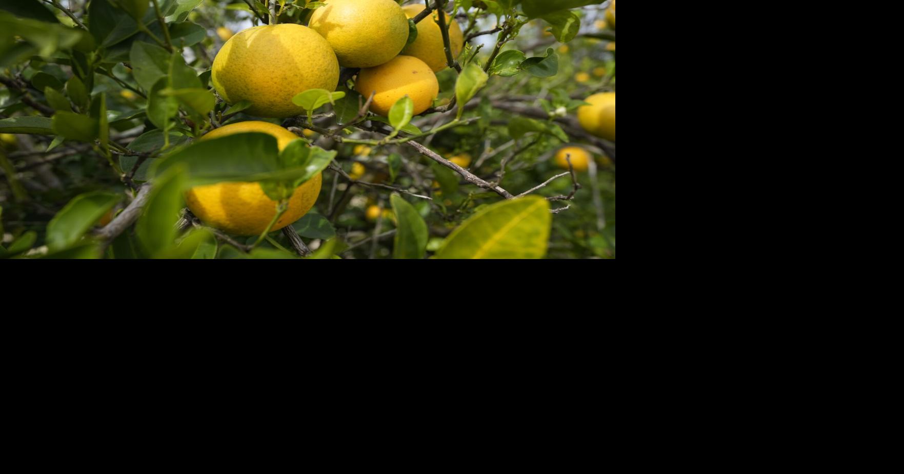 Florida Daily Life | National News | goskagit.com