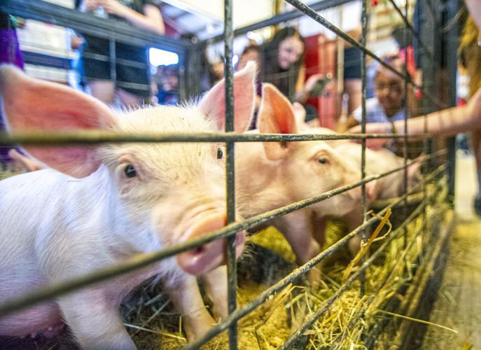 Photo Gallery: Stanwood Camano Fair, 8.6.22 | Gallery | goskagit.com