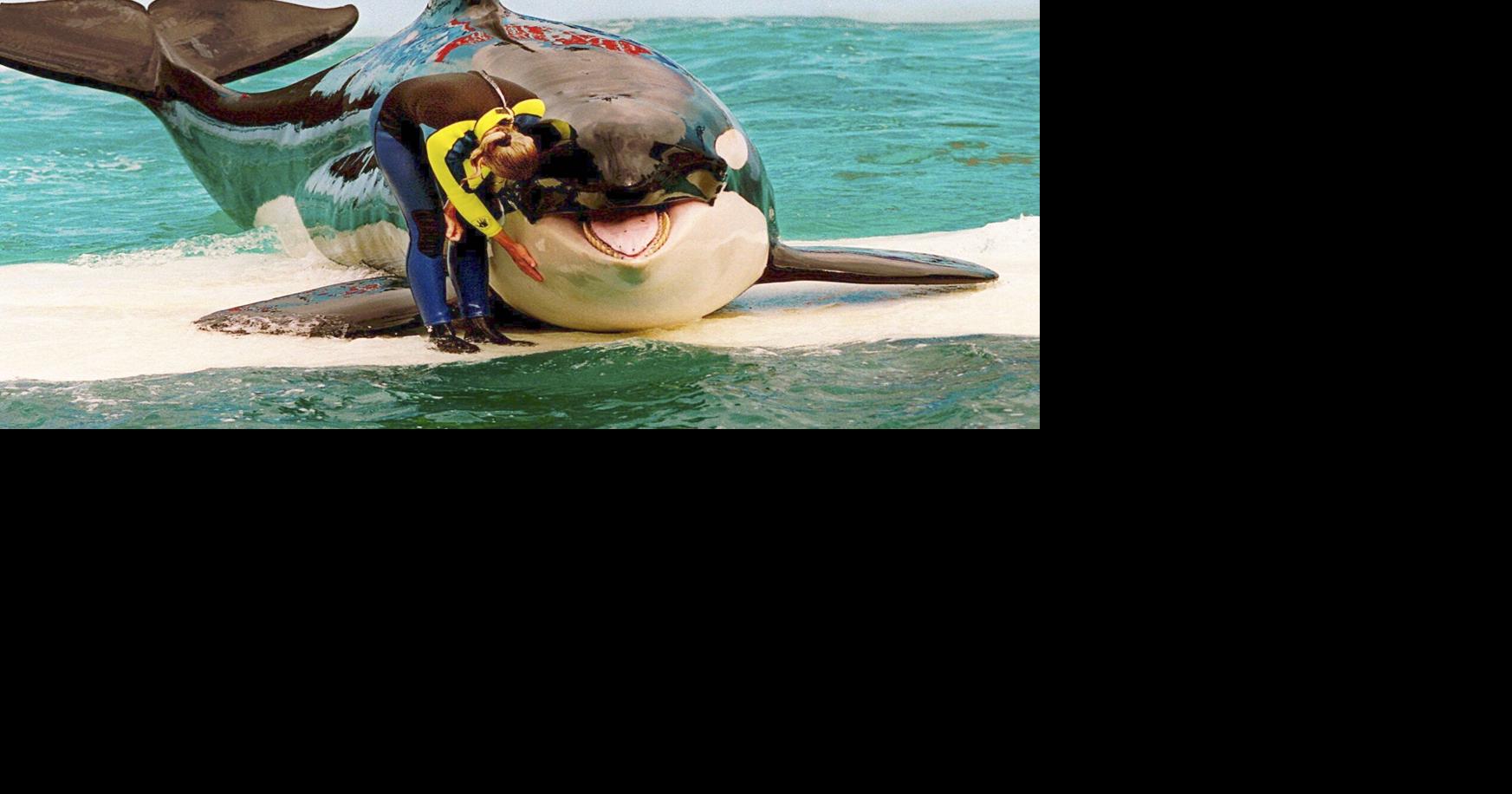 Seaquarium announces whale Tokitae is coming back to Salish Sea | News ...