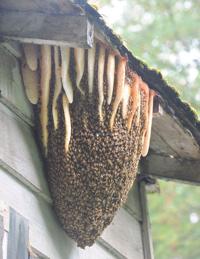 Big beehive in Bow offers close look at pollinators | All Access ...