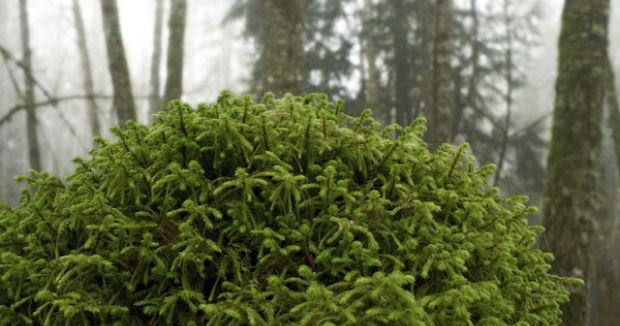 Myths About Moss | All Access | goskagit.com