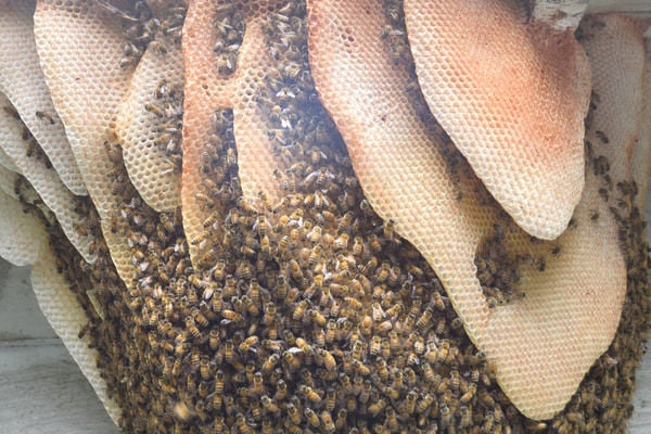 Big beehive in Bow offers close look at pollinators | All Access ...