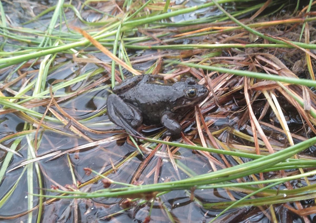 Work being done to restore habitat for the Oregon spotted frog | Local ...