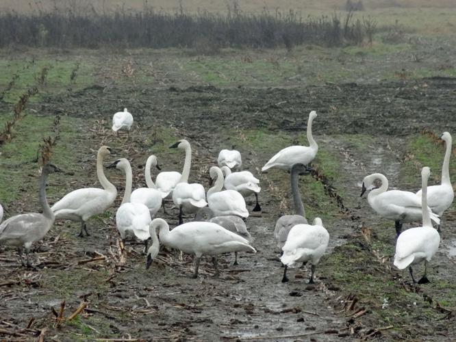 Time running out to see wintering swans, snow geese in Skagit County ...