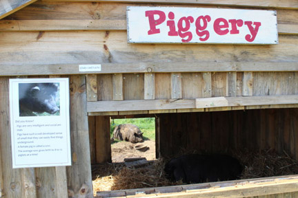 Fun on the farm: Mr. Ed’s Farm opens to families | Grand People ...