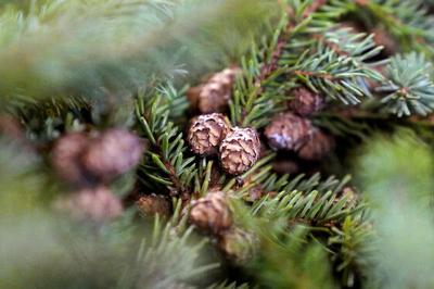black spruce pine cones