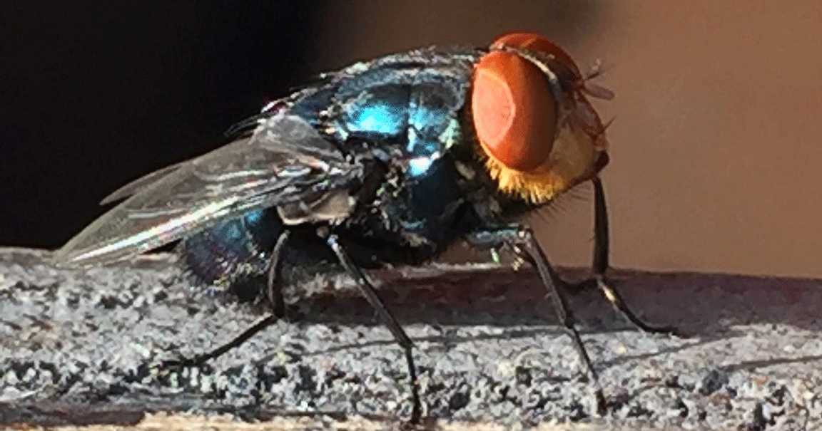 U.S. continues to monitor spread of deadly pest | News | grandrapidsmn.com