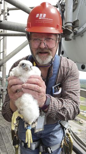 Minnesota Power falcons | | grandrapidsmn.com