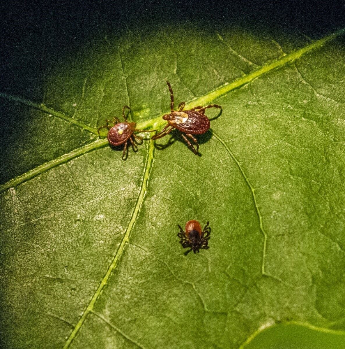 Tick season ramps up across Itasca County | News | grandrapidsmn.com