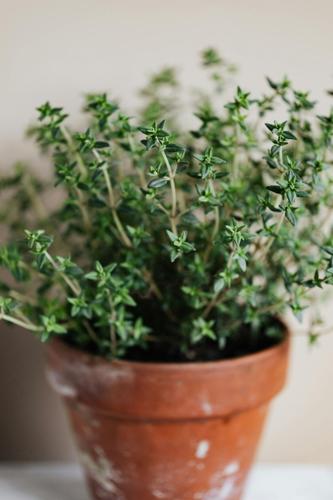 It’s about thyme? Scientists unlock herb’s healing power | Health ...