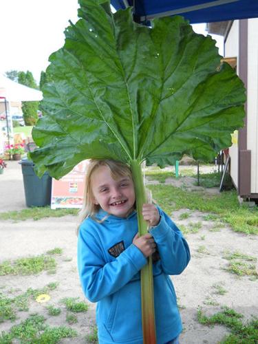 rhubarb leaf