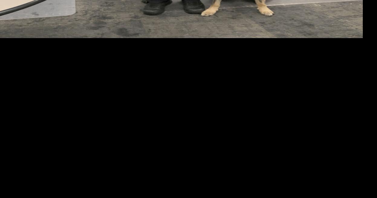 GRPD K9 hangs up his leash | News | grandrapidsmn.com