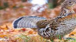 Partridge or grouse? | Sports | grandrapidsmn.com