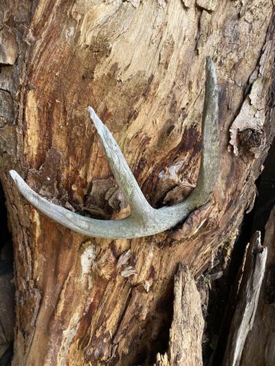 The antler in the tree | Outdoors | grandrapidsmn.com