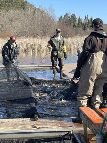 Another year, another walleye stocking season | News | grandrapidsmn.com