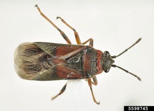 Two invasive insects found for first time in Minnesota | News ...