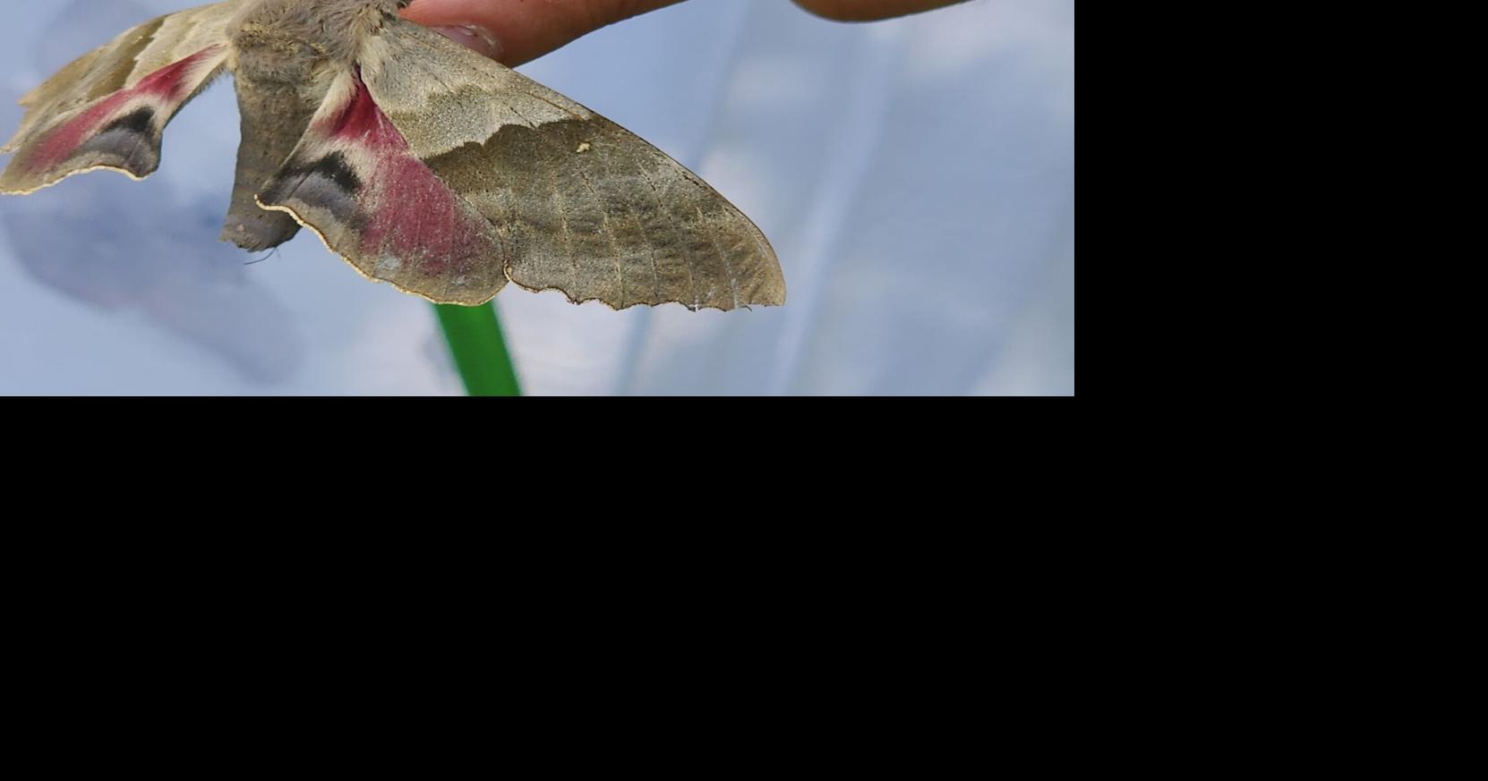 Bog bioBlitz changes seasons in the quest for more species | Events ...