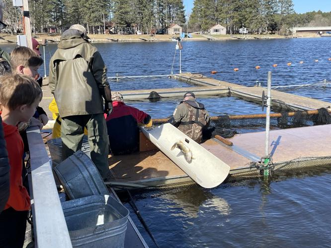 Another year, another walleye stocking season | News | grandrapidsmn.com