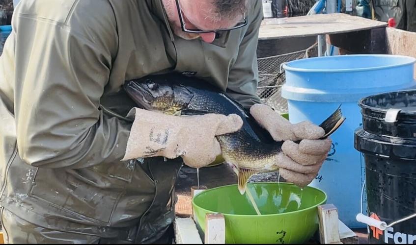 Another year, another walleye stocking season | News | grandrapidsmn.com