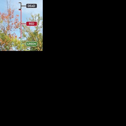 Oak trees showing signs of beetle infestation and drought stress | News ...