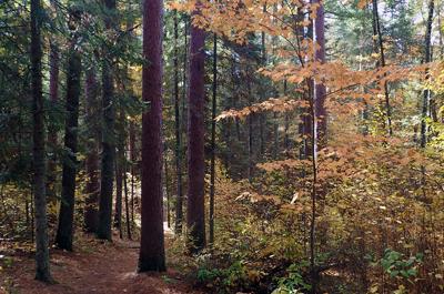 Practice forest fieldwork with the Lost 40 Bioblitz | News ...