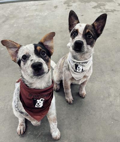 Business Brief: T&T Dog Lodge | Business | grandrapidsmn.com