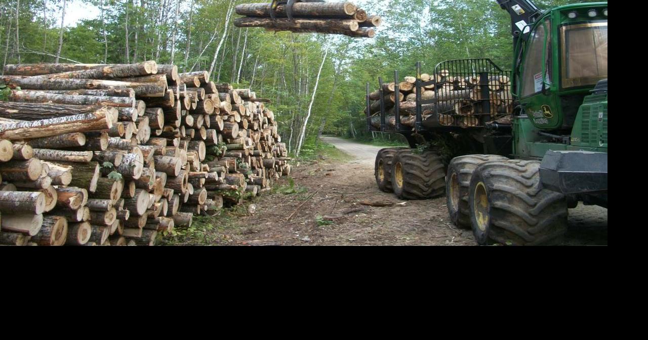 Logging aspens in West Balsam Township | Business | grandrapidsmn.com